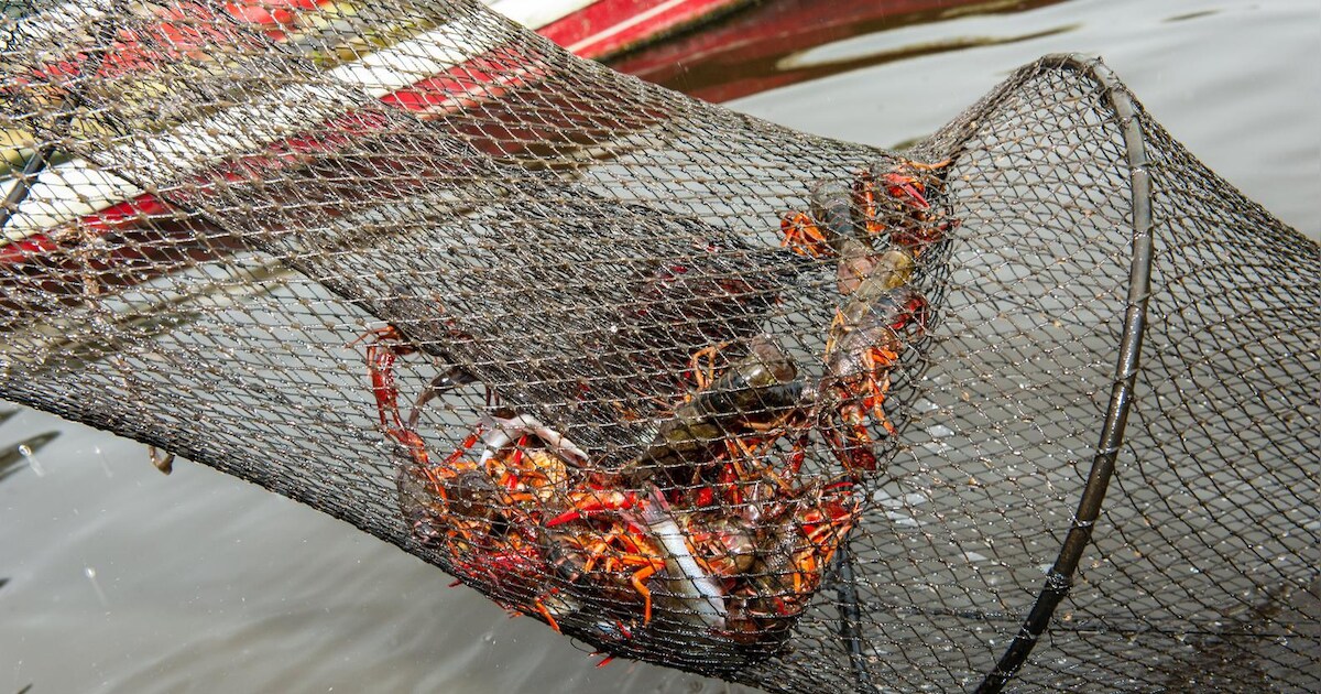 Visserijoorlog op Hollandsch Diep: 'Met fuiken kapot snijden win je ...