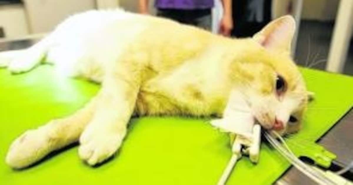 De zwerfkatten worden in de Dierenkliniek Rijen onder narcose gebracht ...