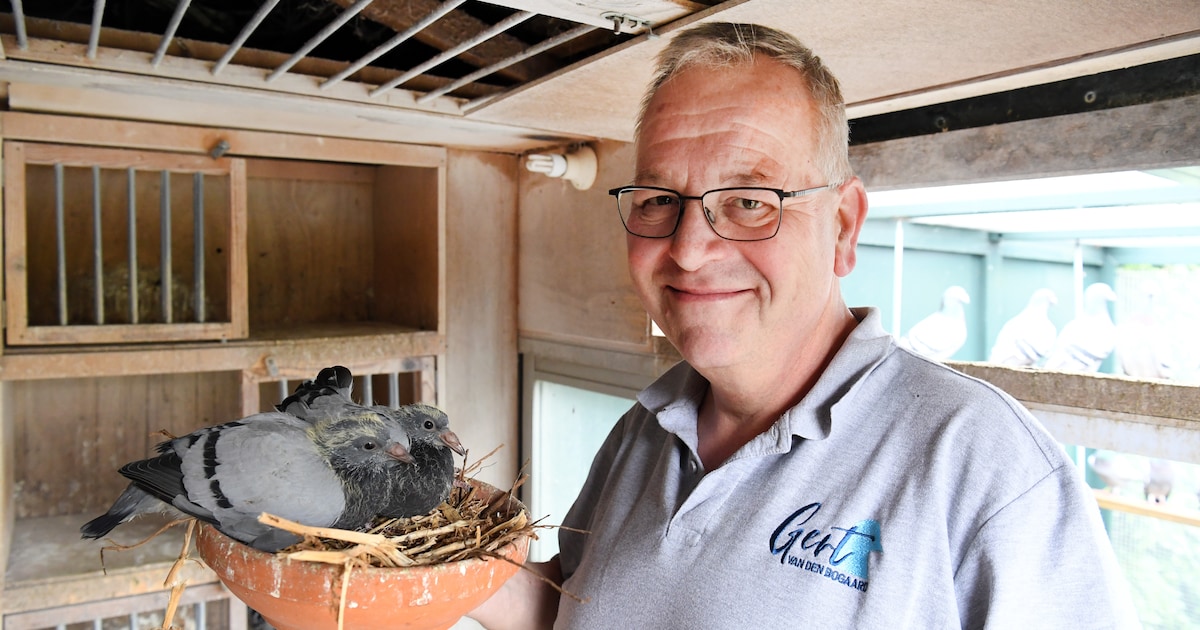 ‘De ruimte voor mijn duiven gaf de doorslag’ | Gilze en Rijen | BN ...