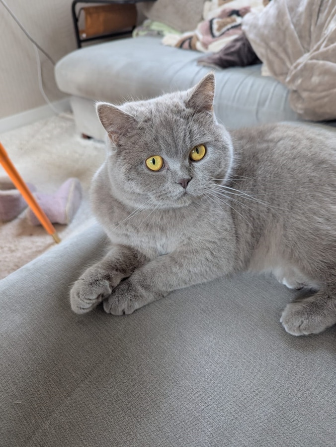 Heb jij Saartje, Tara of Binky gezien? Deze 13 huisdieren worden in ...