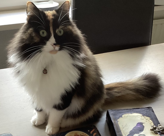 Heb jij Mittens, Knorrie of Nina gezien? Deze vijf huisdieren worden in ...