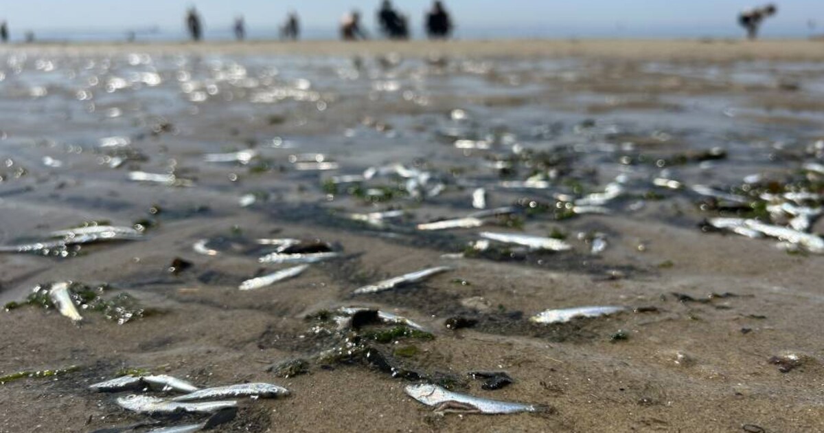 Duizenden dode visjes op het strand in Vlissingen (en dat is niks ...
