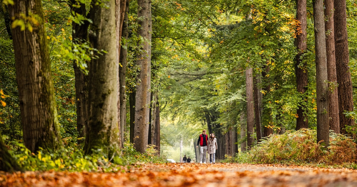 Natuurwandeling in het historische Mastbos | Breda | BN DeStem.nl