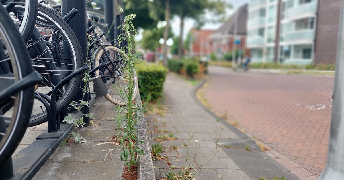 Rucphense politiek trekt mopperend de portemonnee om veegwagens weer de ...