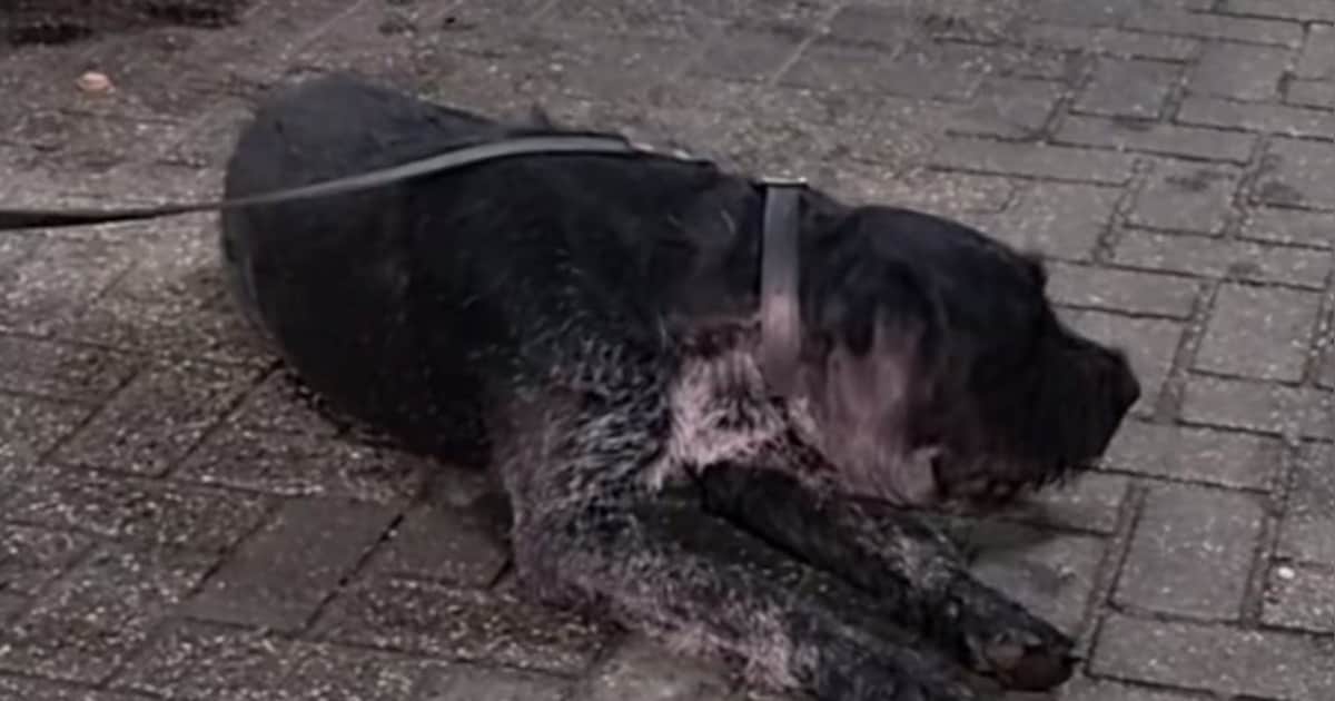 Hond Baron rent weg na valpartij en belandt op de snelweg A17, waar Max ...