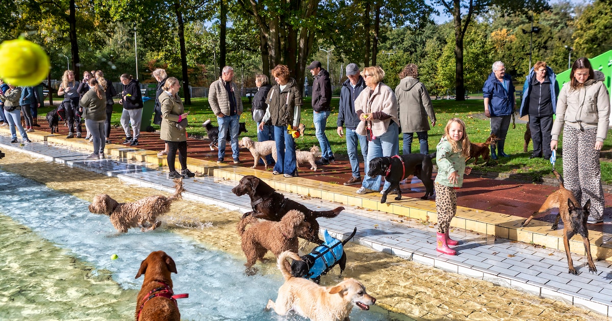 Honderden honden genieten van de Dogplons bij De Warande, maar hun ...
