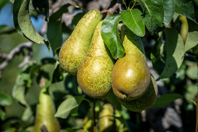 Breda blijkt dol op peren: ‘Stad houdt er geheel eigen voorkeuren op na ...