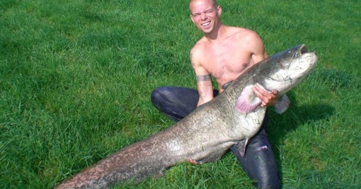 Europese meerval is terug in het rivierengebied | Oosterhout | BN DeStem.nl