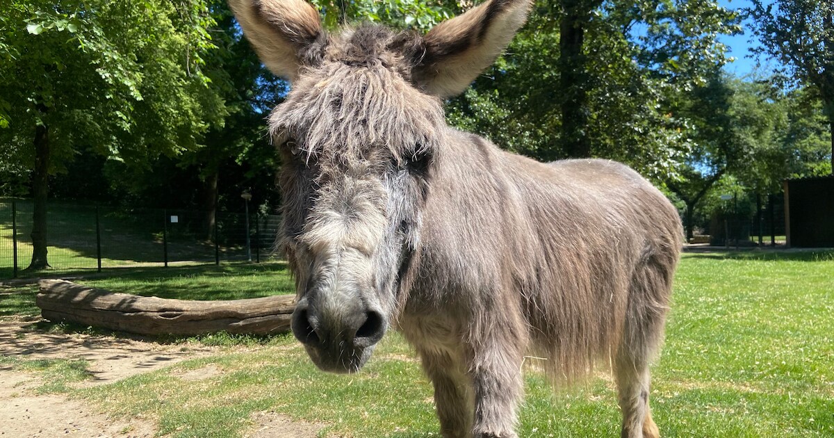 Ezel Basje heeft de uitzonderlijke leeftijd van 46 jaar: ‘In ...