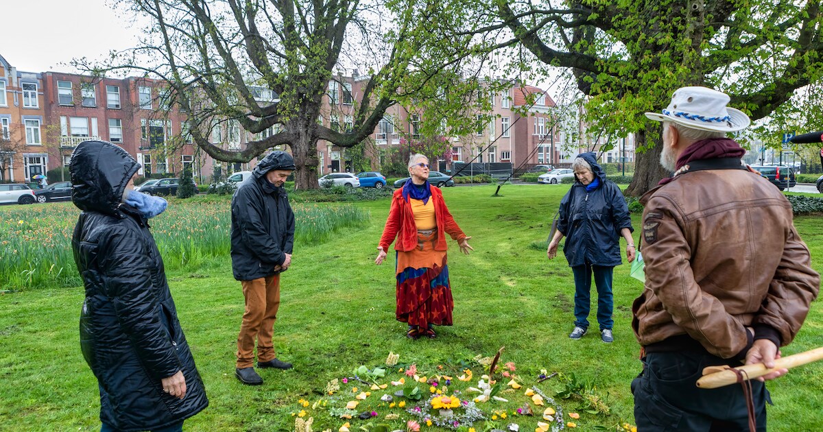 ‘Duivenboom’ op Baronielaan gaat nu ook plat | Breda | bndestem.nl