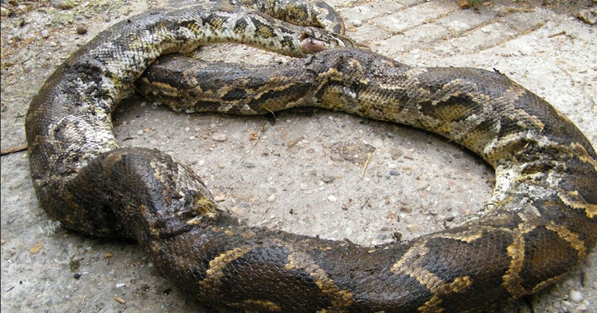 Weer rustig slapen: vier meter lange tijgerpython gevonden | Bergen op ...