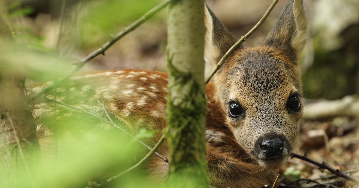 Een jong diertje, helemaal alleen in het bos. Is dat erg? | Regio | BN ...