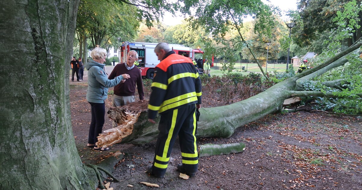 Vrouw en hondje kunnen nét opzij springen voor enorme tak die boven hen ...
