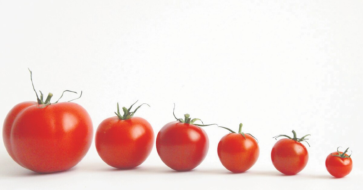 Commissie die Bredaas SP-conflict gaat onderzoeken, stuit al gelijk op ...