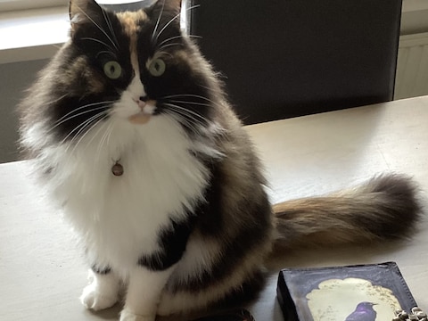 Heb jij Mittens, Knorrie of Nina gezien? Deze vijf huisdieren worden in ...